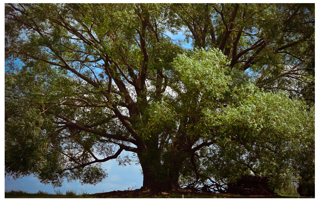 summer poppies – Kindred Threads